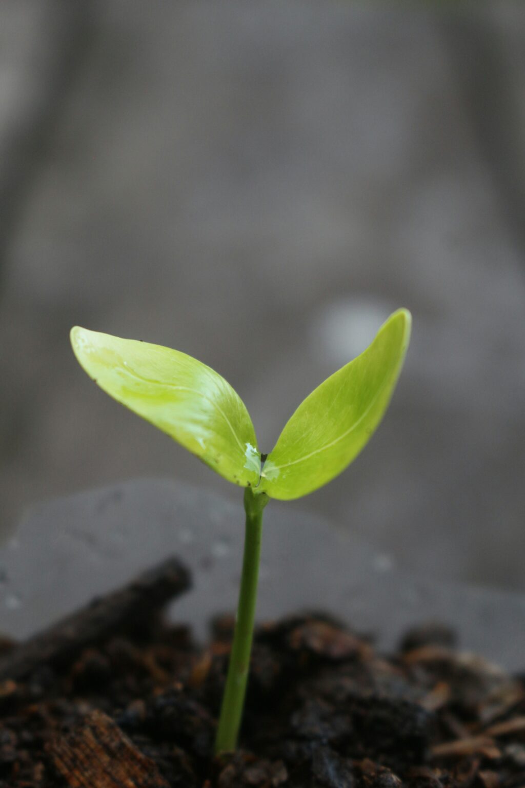 How Do We Measure Spiritual Growth? - Cedar: The Center for ...